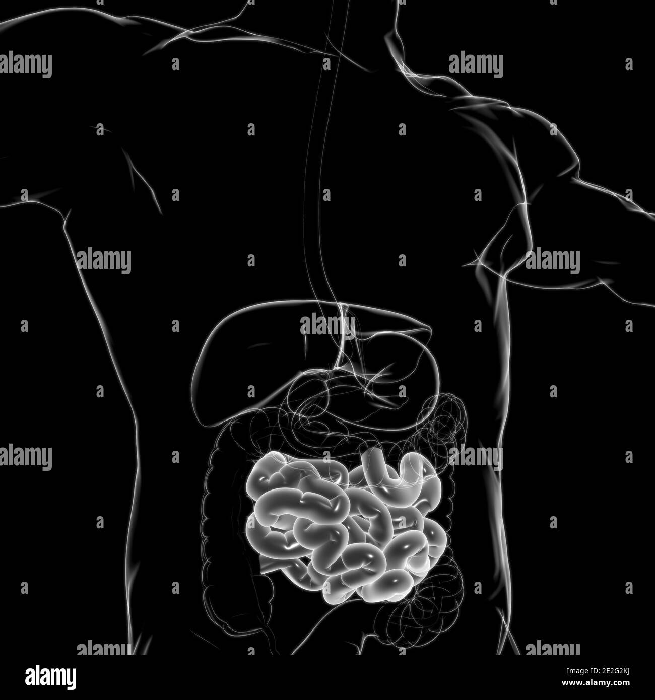 Intestin grêle 3D Illustration système digestif humain Anatomie pour ...