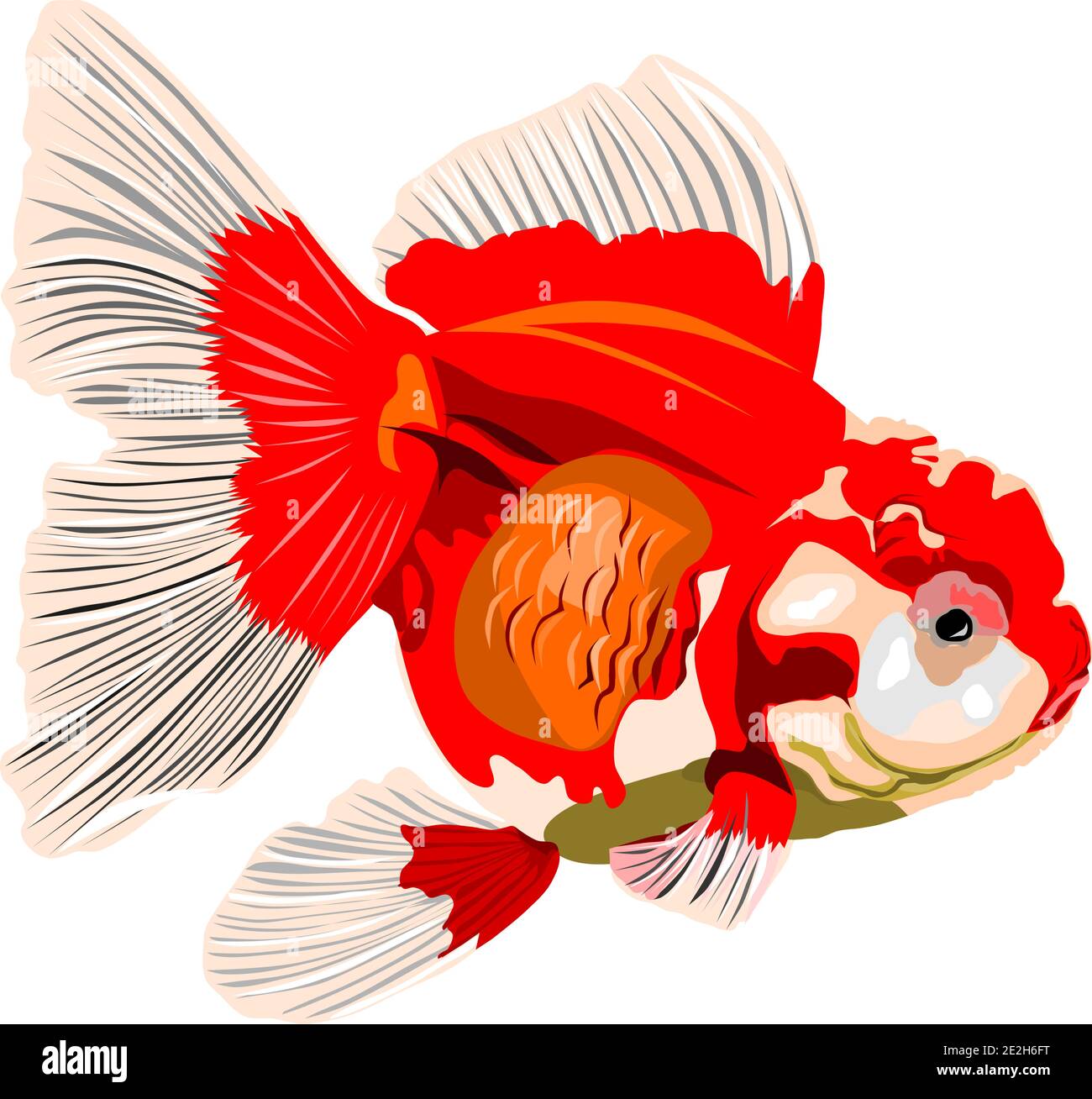 Poisson rouge oranda Banque de photographies et d’images à haute ...