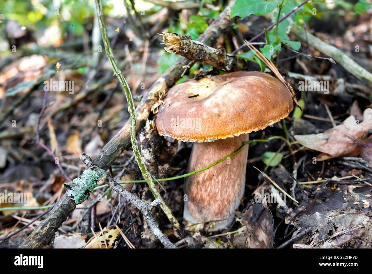 Faux cep (Tylopilus felleus), communément connu sous le nom de boléte ...