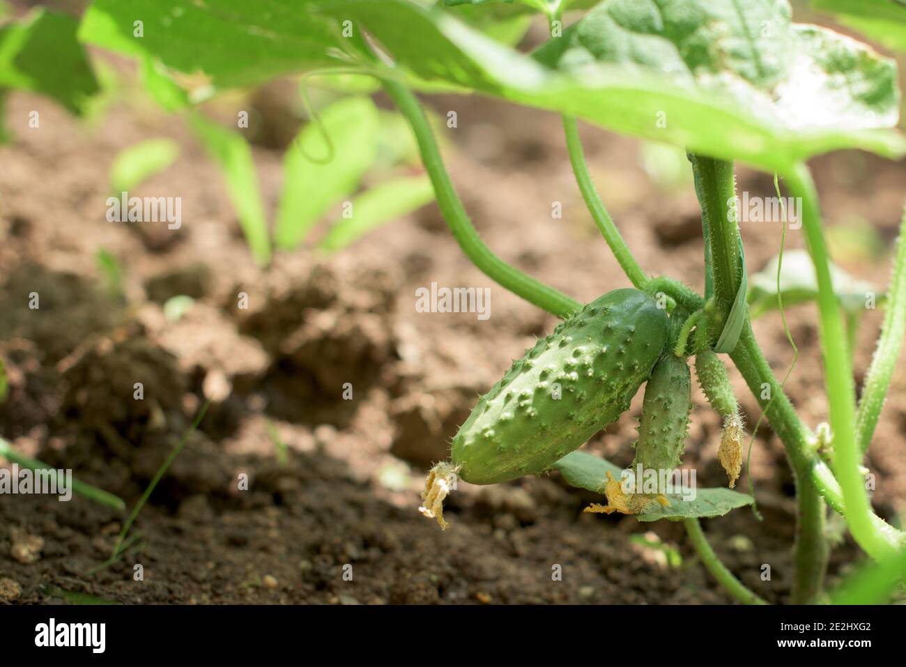 Cornichon fleurs et fruits Banque de photographies et d’images à haute ...
