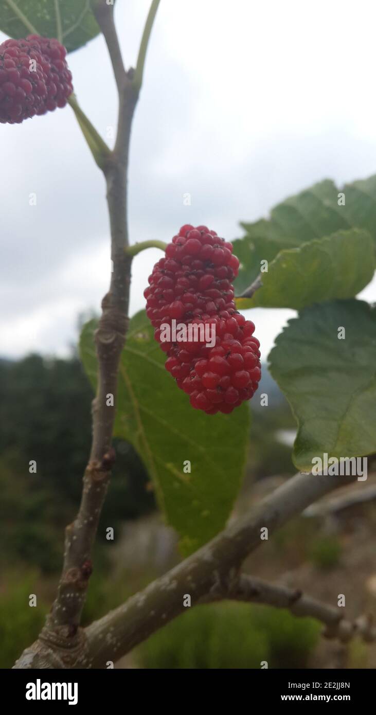 Gros plan vertical d'un fruit de mûrier rouge sur un branche de l'arbre ...
