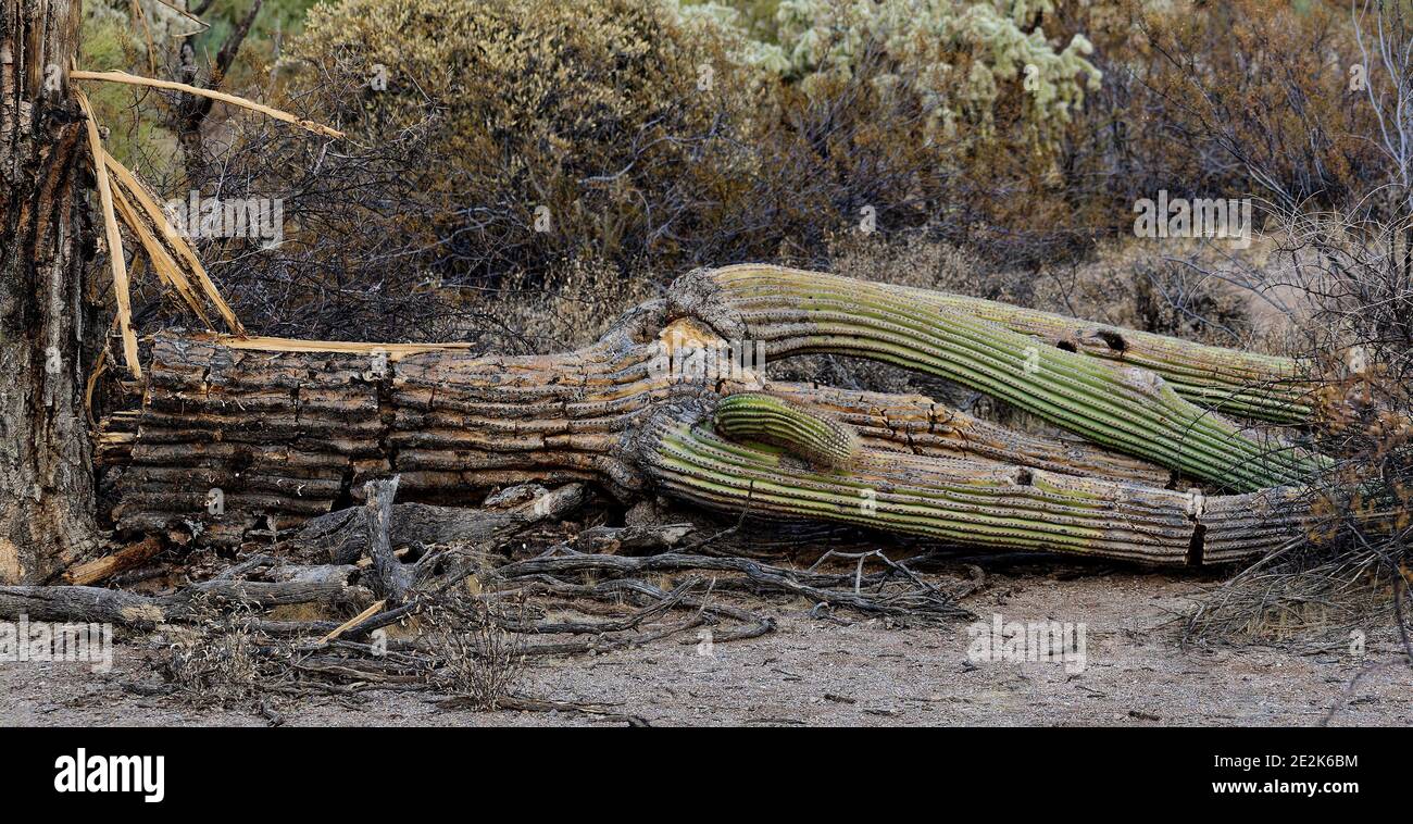 Saguaro mort Banque de photographies et d’images à haute résolution - Alamy