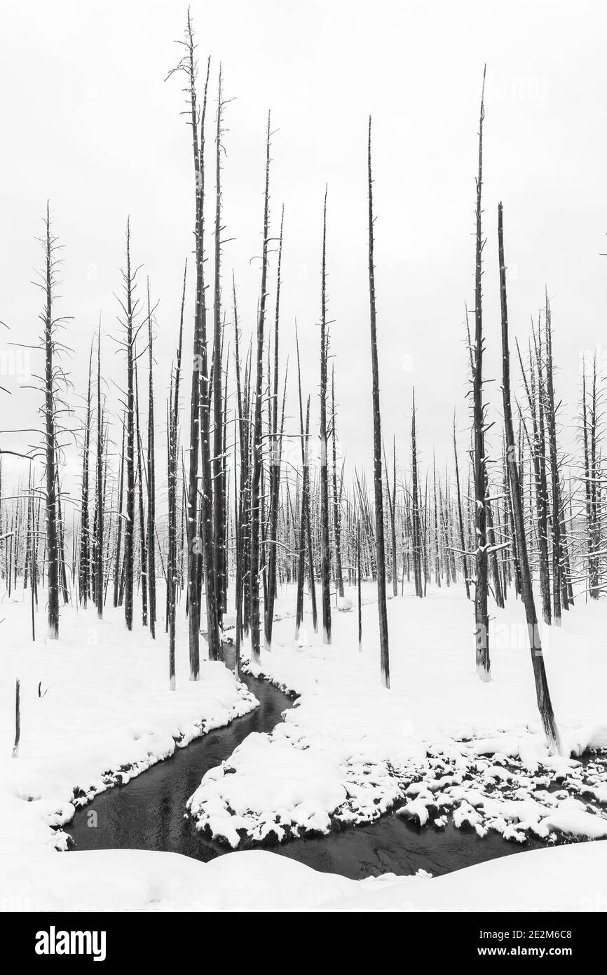 Pins tordus morts Banque de photographies et d’images à haute ...
