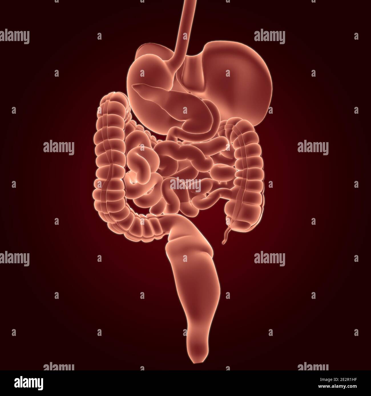 Digestive System Diagram Banque d'image et photos - Alamy