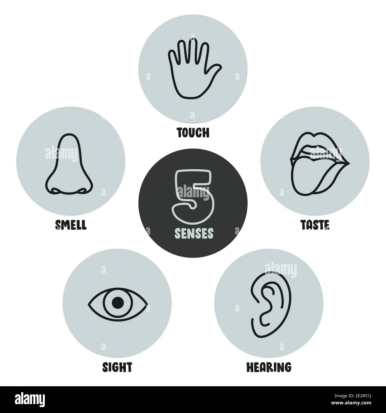 Les 5 sens voir entendre sentir Banque d'images vectorielles - Alamy