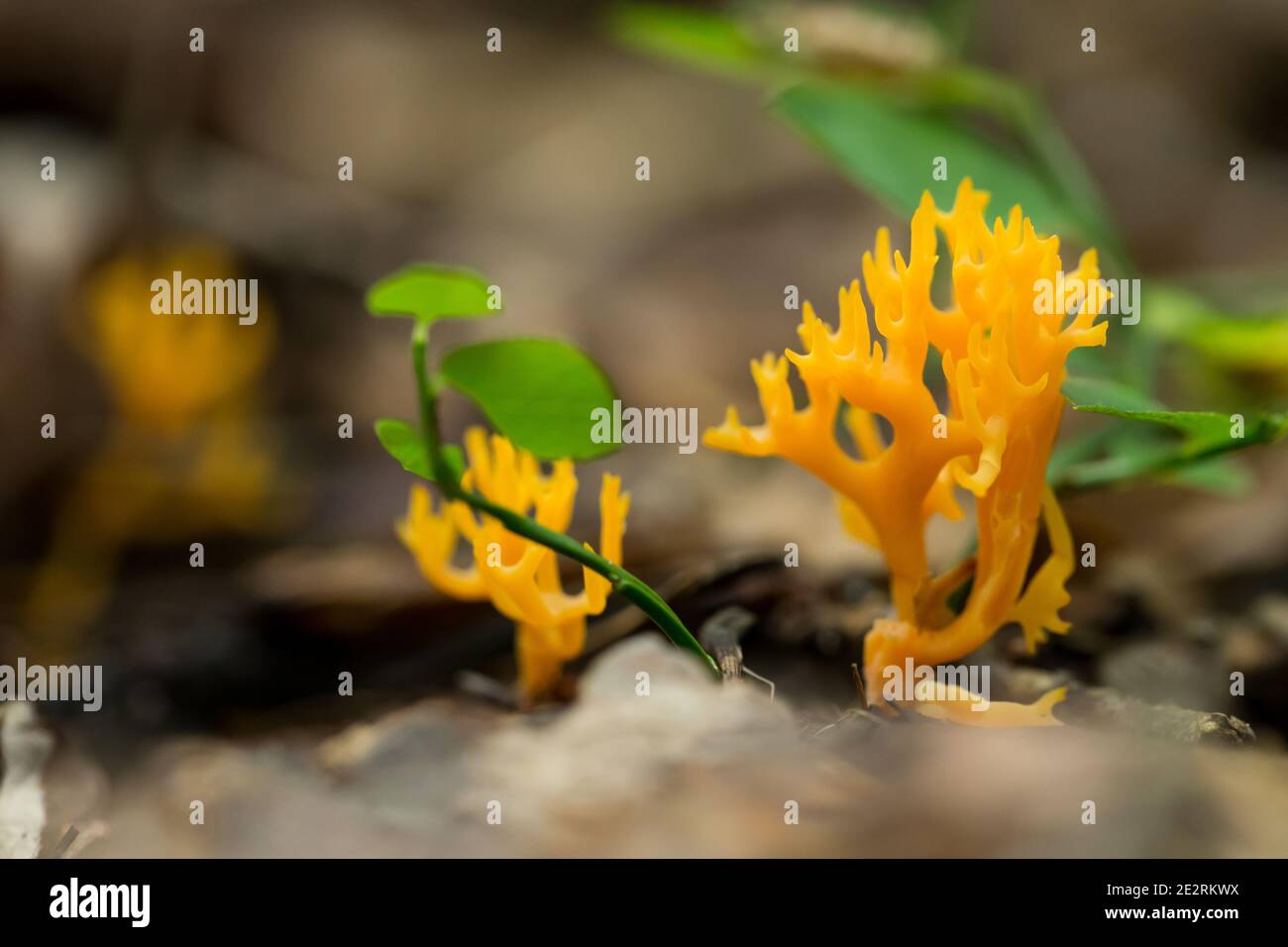 Champignon corail orange Banque de photographies et d’images à haute ...