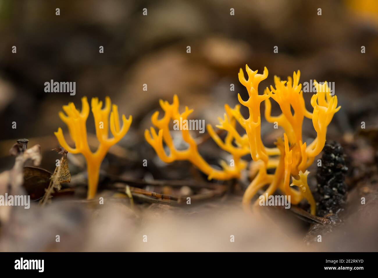 Champignon corail orange Banque de photographies et d’images à haute ...
