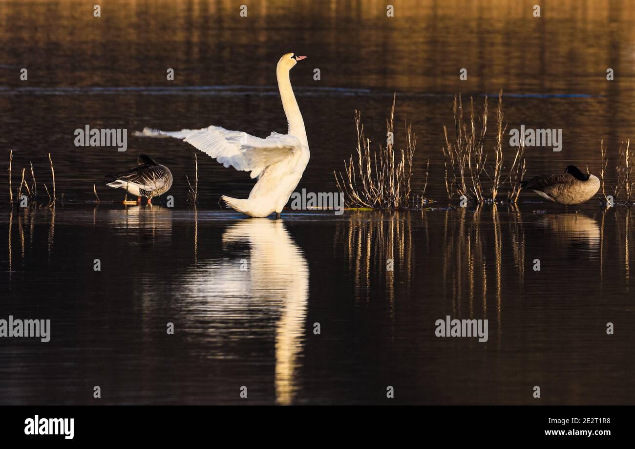 Posture naturelle Banque de photographies et d’images à haute résolution - Alamy