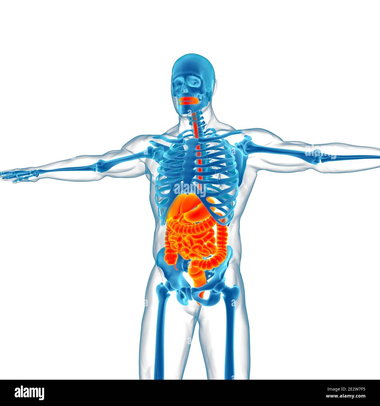 Système digestif humain Anatomy for Medical concept 3D Illustration ...
