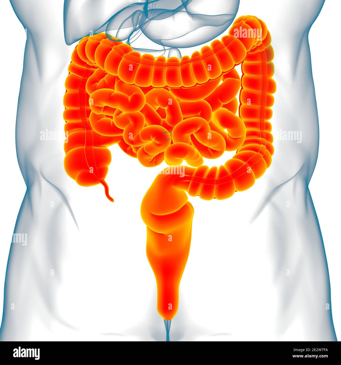 Intestin grêle et gros intestin 3D Illustration système digestif humain ...