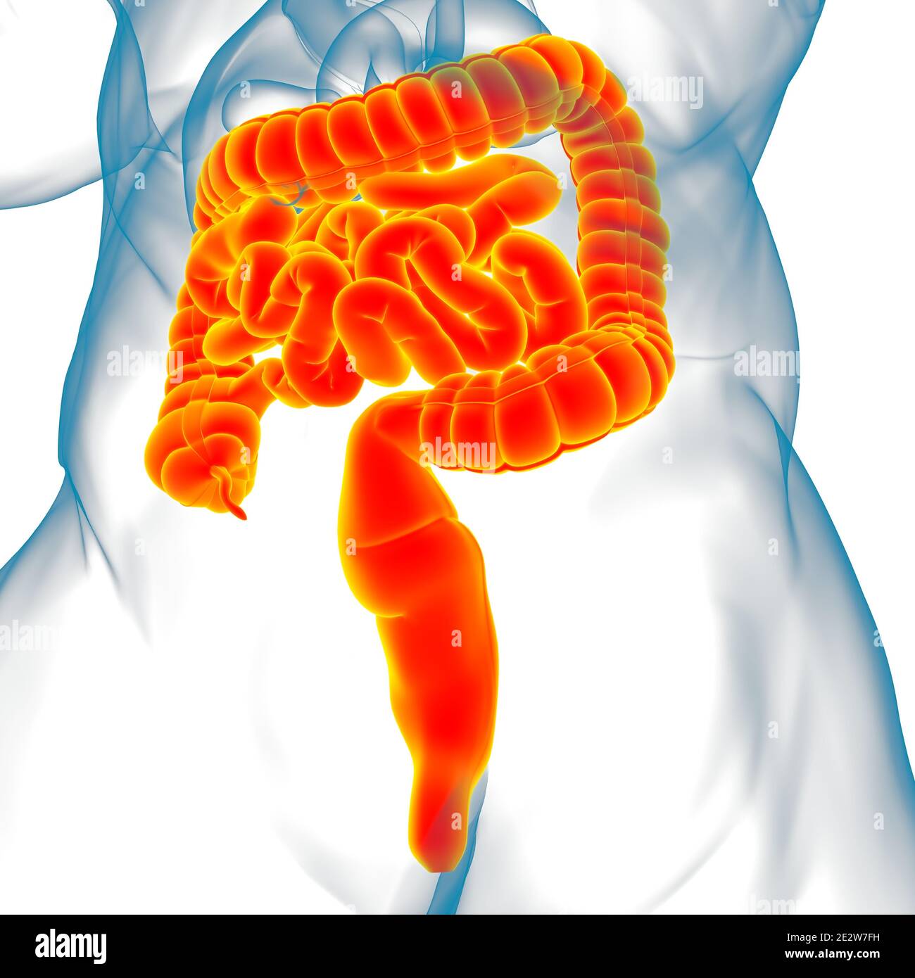 Intestin grêle et gros intestin 3D Illustration système digestif humain ...