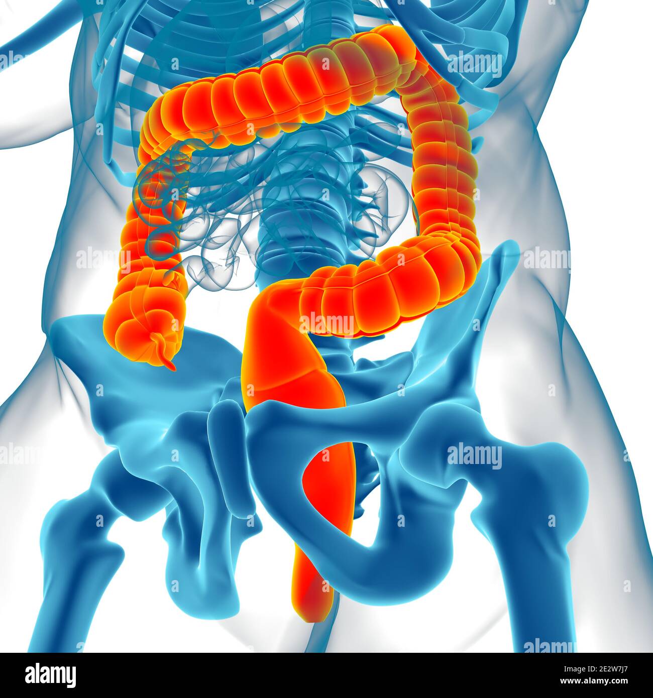 Gros intestin 3D Illustration système digestif humain Anatomie pour ...