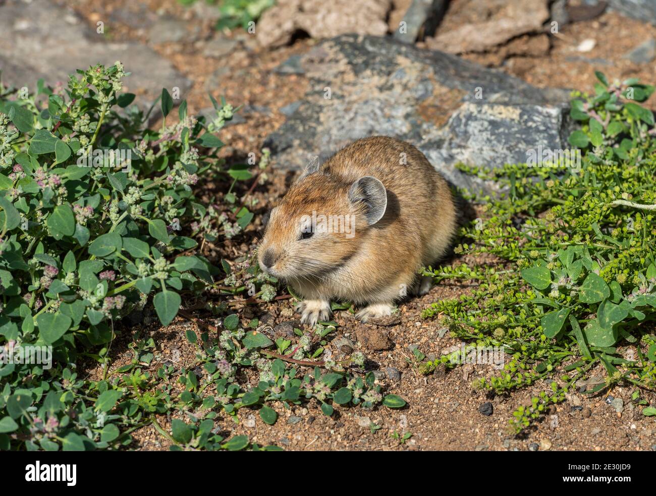 Petit rongeur Banque de photographies et d’images à haute résolution ...