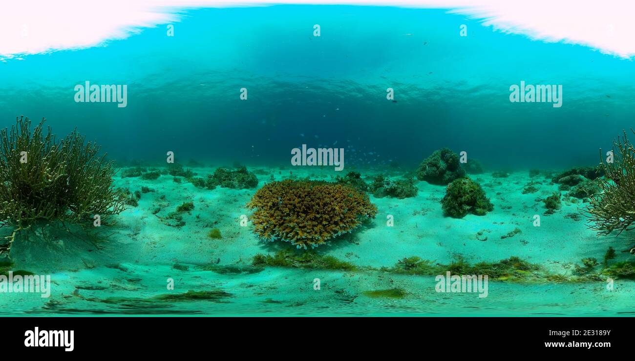 Récif de corail et poissons tropicaux. Corail et poissons sous-marins ...