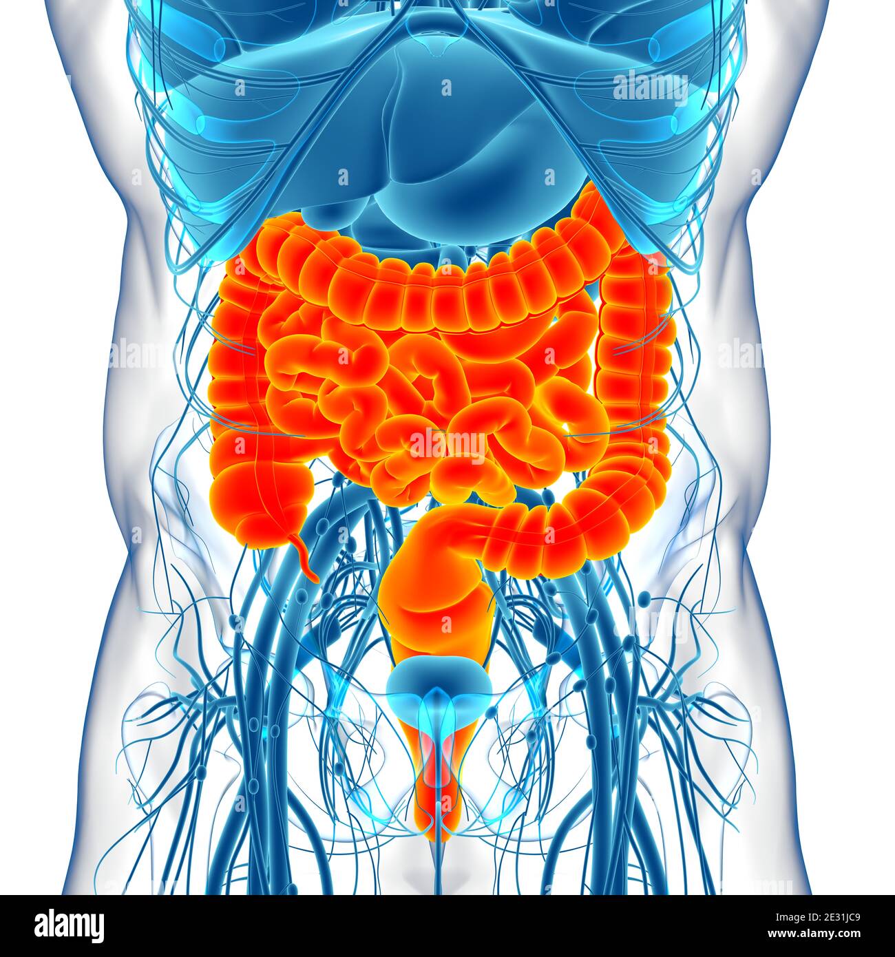Intestin grêle et gros intestin 3D Illustration système digestif humain ...