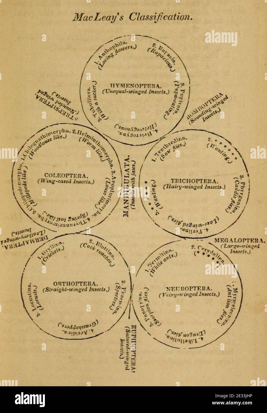 La classification des insectes par Macleay Photo Stock - Alamy