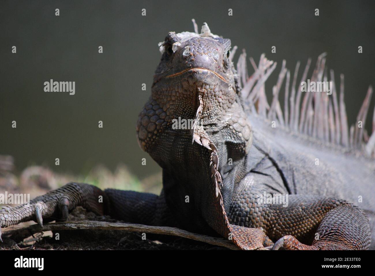 Iguane aruba Banque de photographies et d’images à haute résolution - Alamy