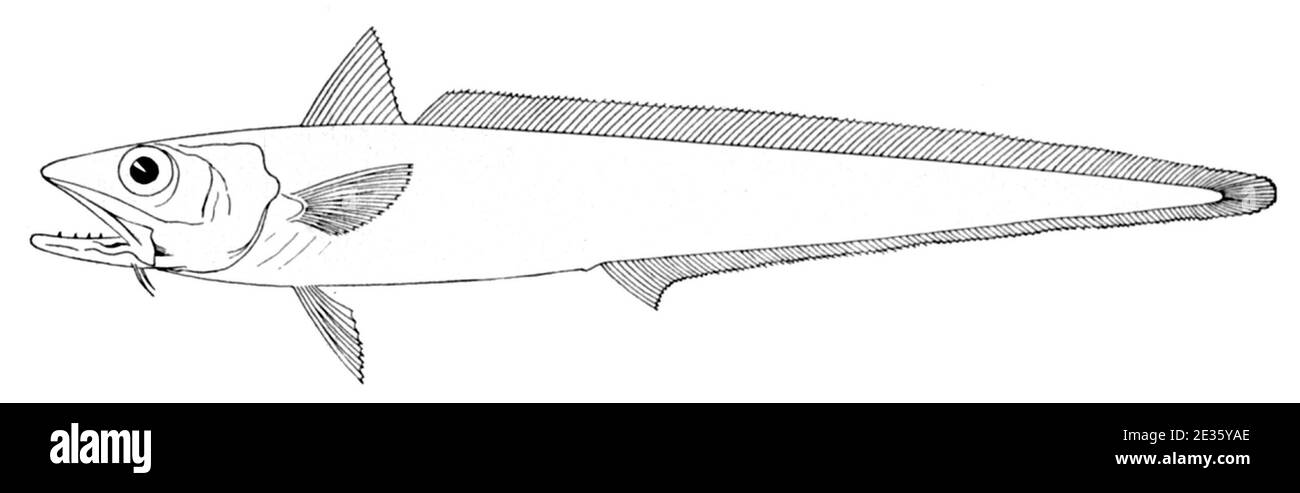 Macruronus novaezelandiae Banque de photographies et d’images à haute ...