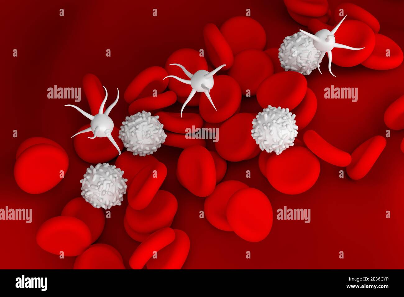 Red blood cell microscope Banque de photographies et d’images à haute ...