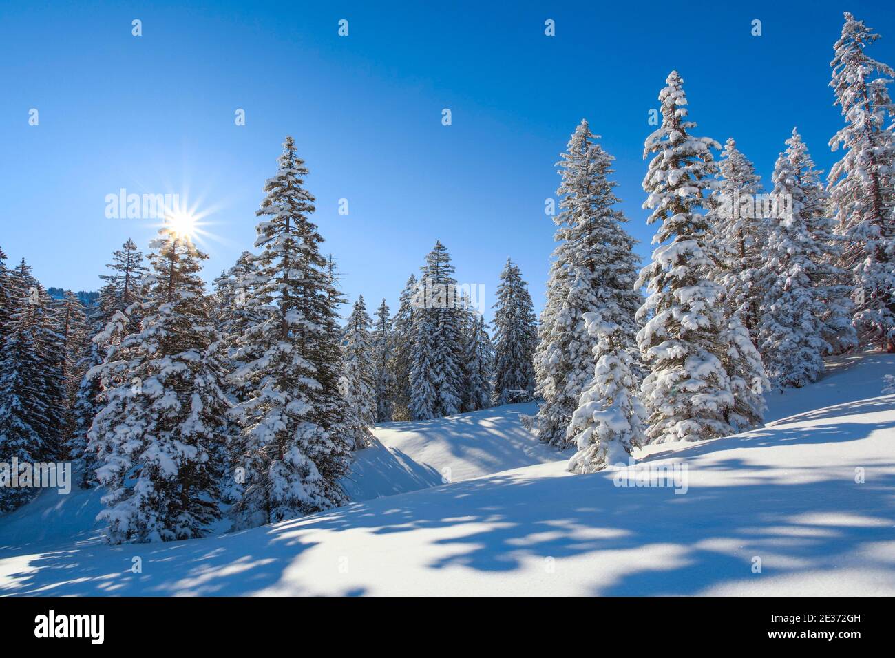 Foret de sapins Banque de photographies et d’images à haute résolution ...