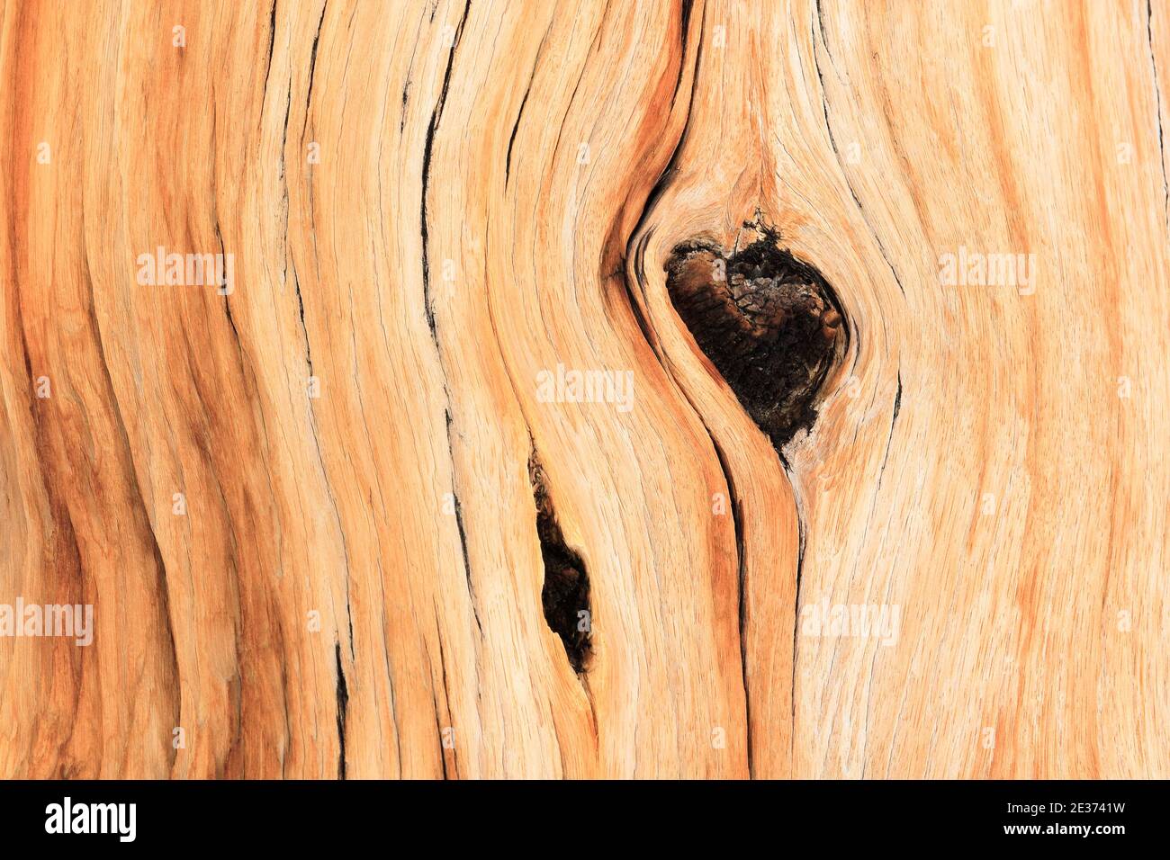 PIN de Britlecone antique, PIN de Bristlecone, PIN à feuilles longues ...