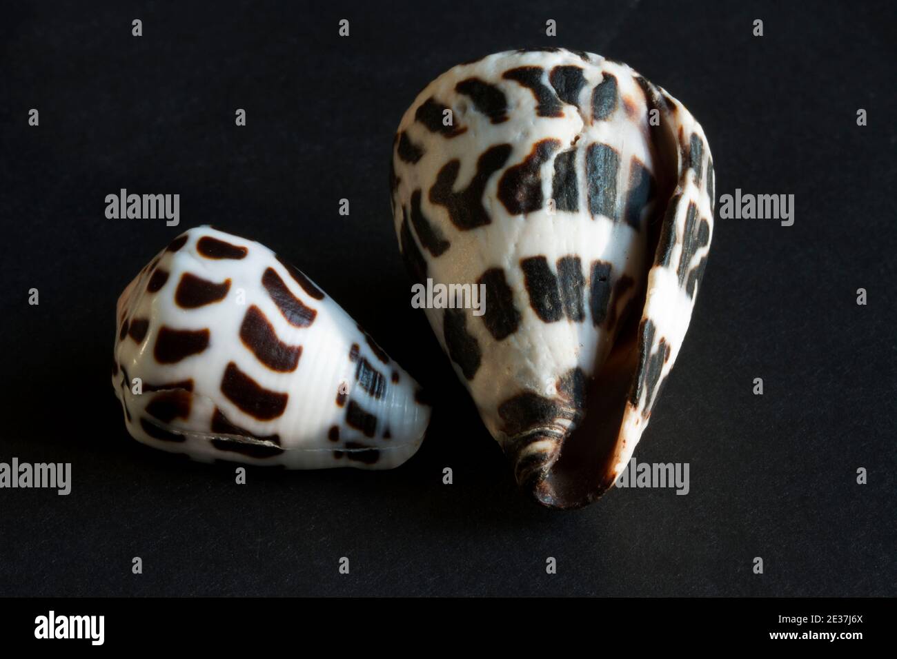 Conus shells Banque de photographies et d’images à haute résolution - Alamy