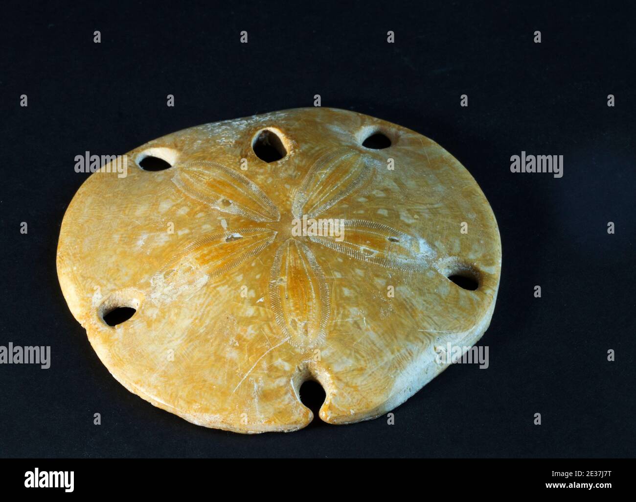 Le dollar de sable est lié à l'oursin de mer et à l'étoile de mer, il s ...