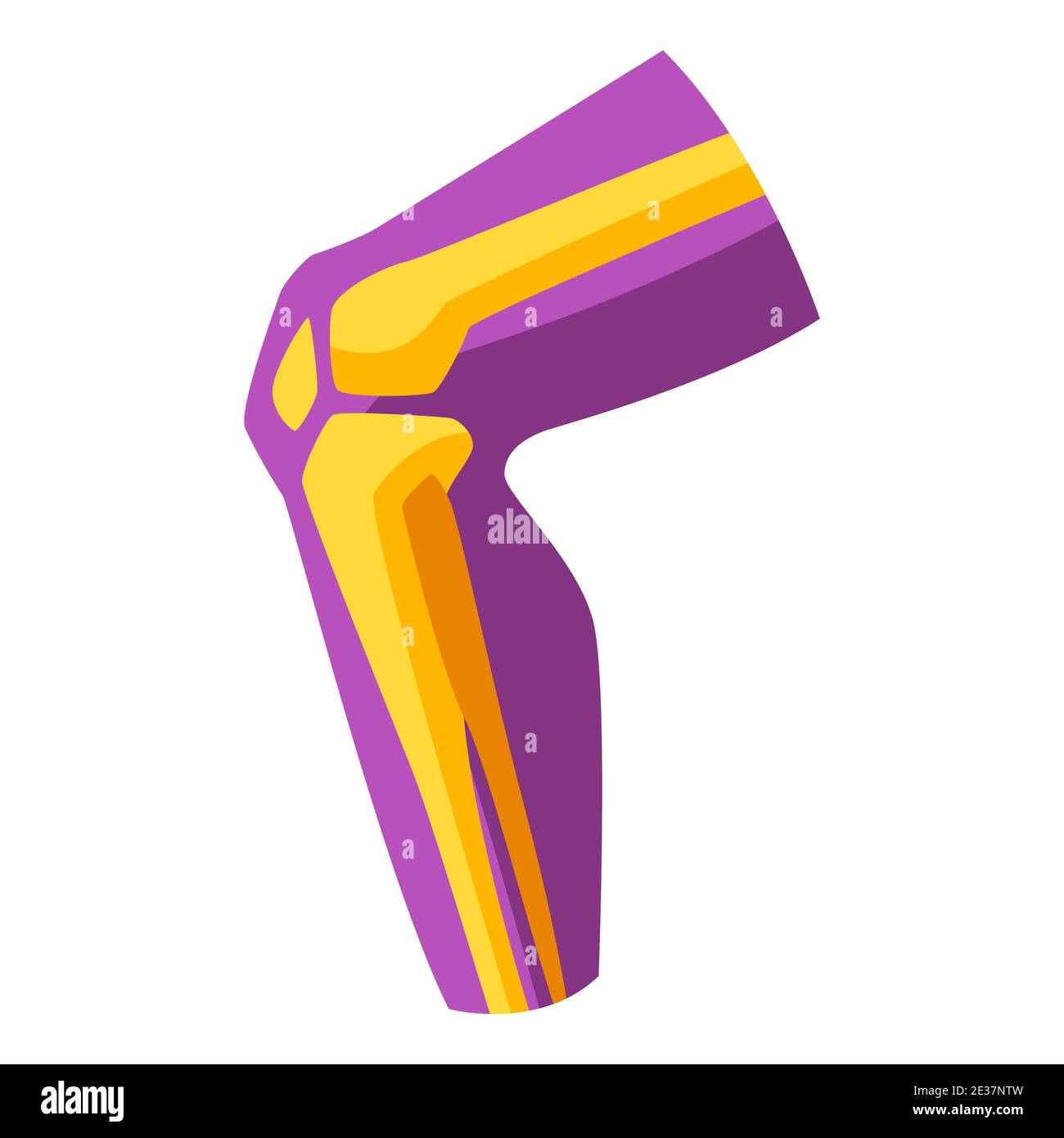 Genou anatomie Banque d'images vectorielles - Alamy