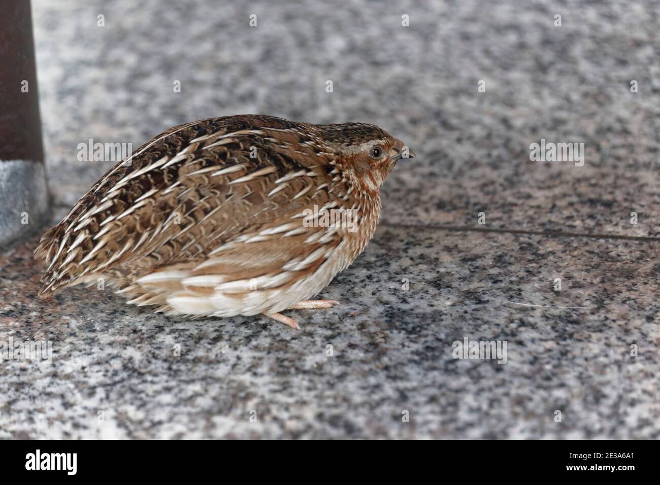 Jeune Poule Faisan Banque d'image et photos - Alamy