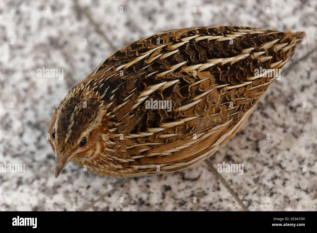 Jeune Poule Faisan Banque d'image et photos - Alamy