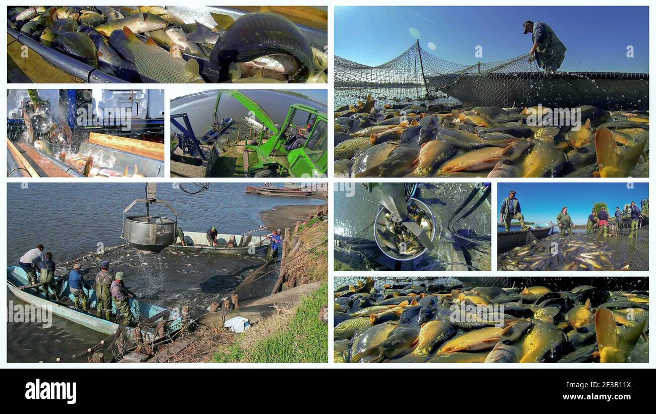 Récolte de poissons de bassin Collage de photos. Pisciculture. Pêche ...