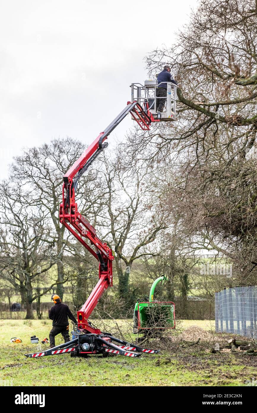 Deux embêtions, Dave et Steve Kenworthy des arbres de l'évolution ...