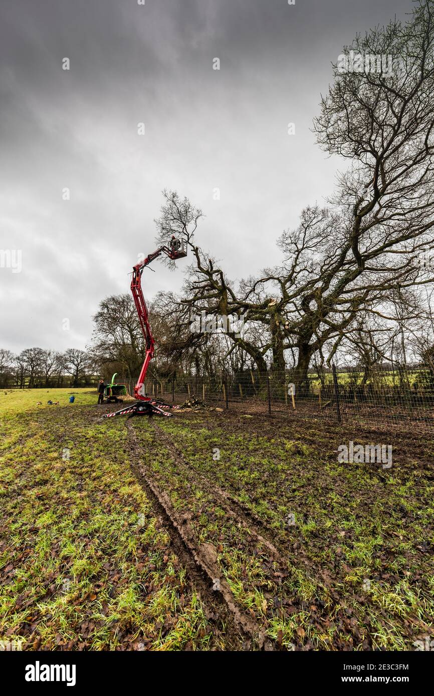 Deux embêtions, Dave et Steve Kenworthy des arbres de l'évolution ...