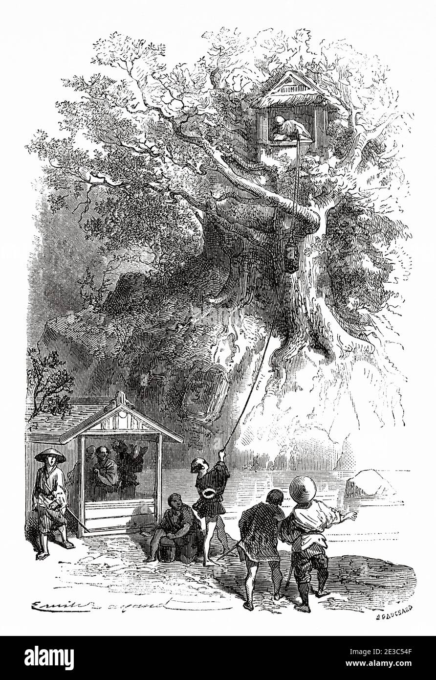 Arbre d'ermite Banque d'images détourées - Alamy