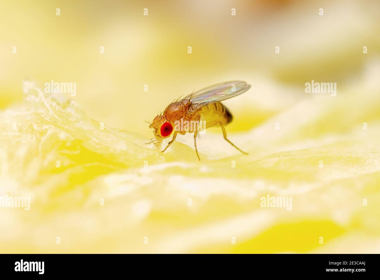 Drosophila melanogaster rouge Banque de photographies et d’images à ...
