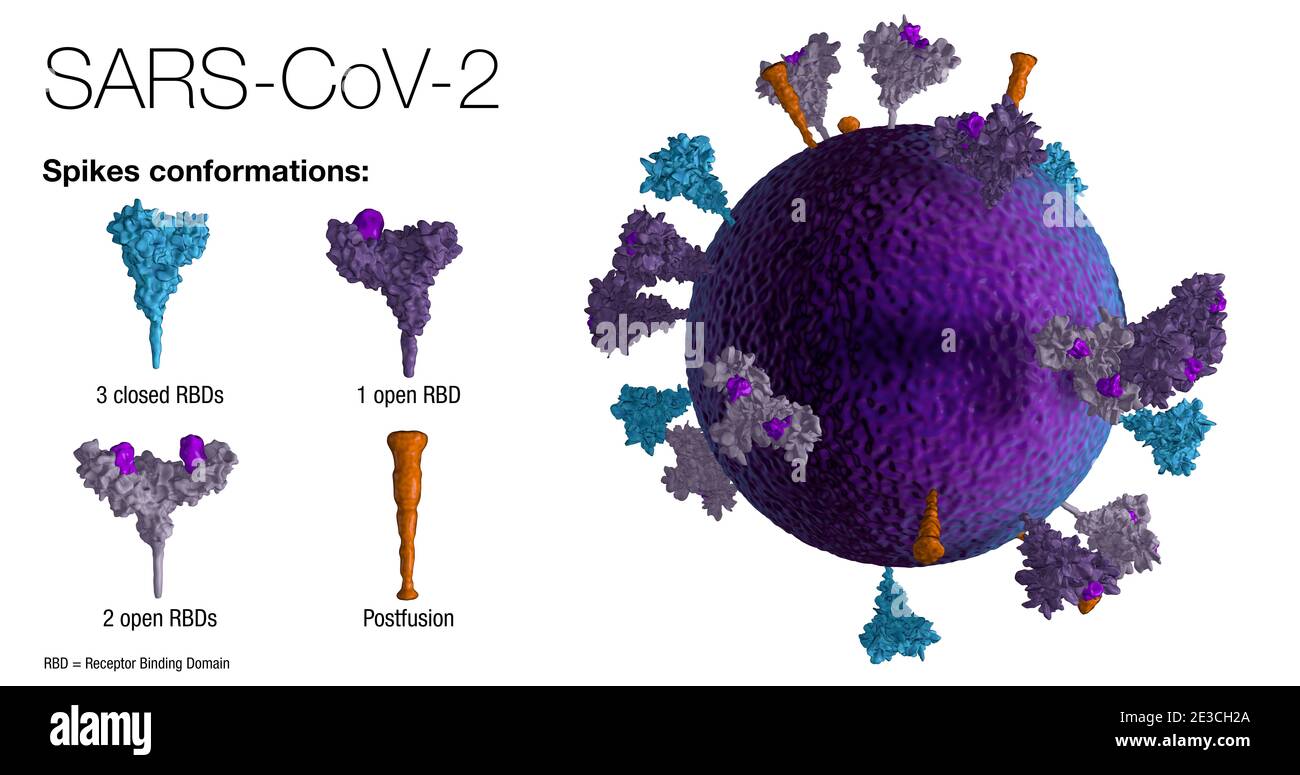 Le modèle 3D d'une authentique particule du virus bleu SRAS-CoV-2 ...