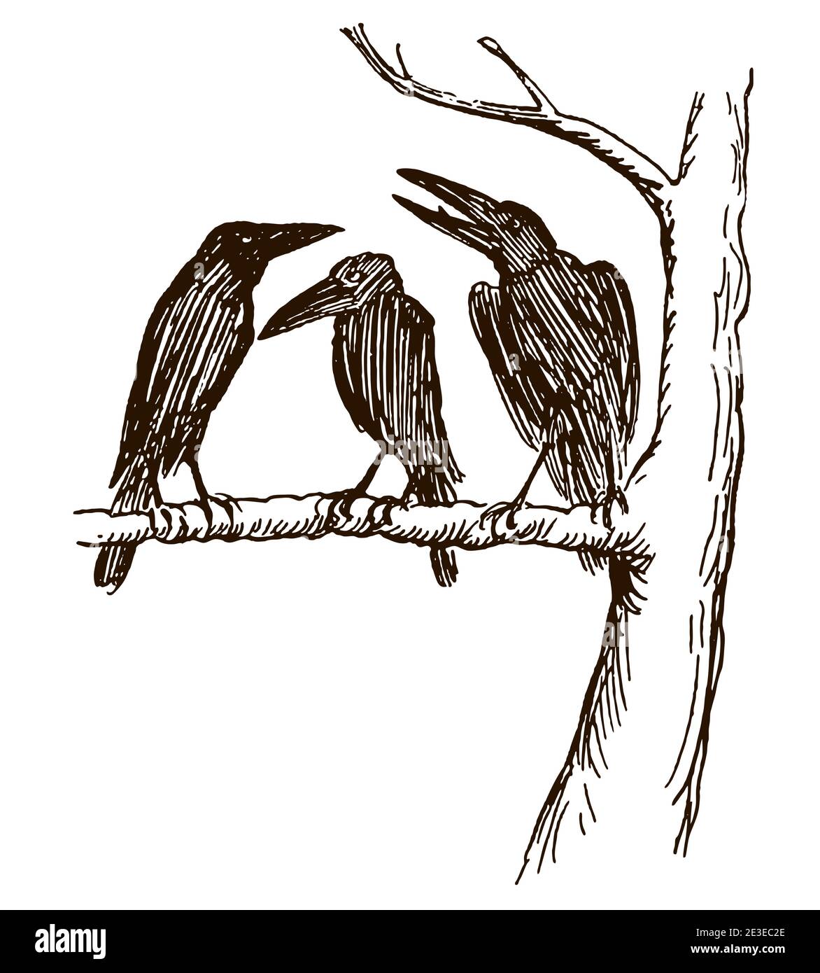 Trois corbeaux assis sur une branche d'affilée. Illustration après un ...