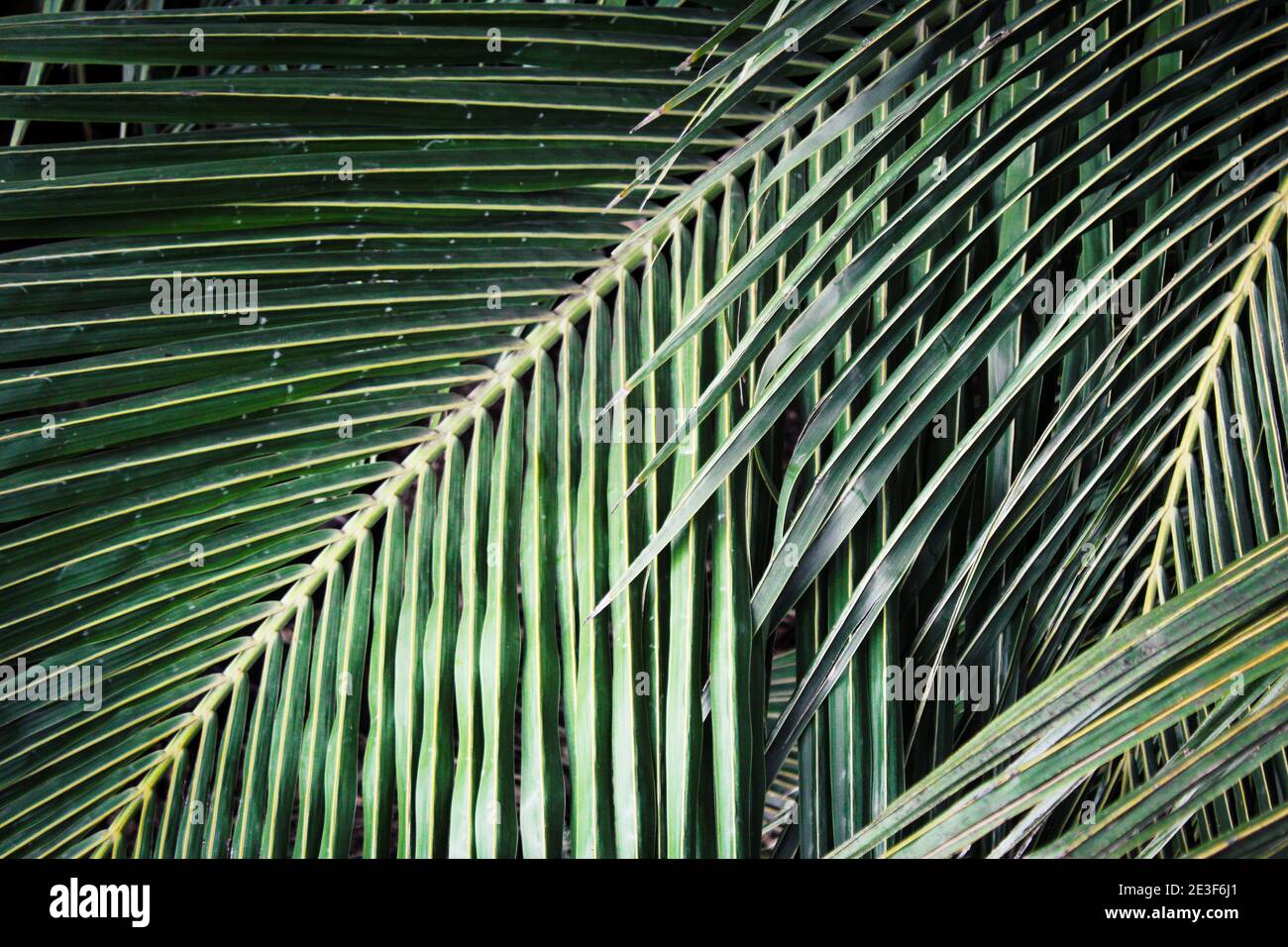 Texture d'arrière-plan du feuillage de palmier de style jungle Photo ...