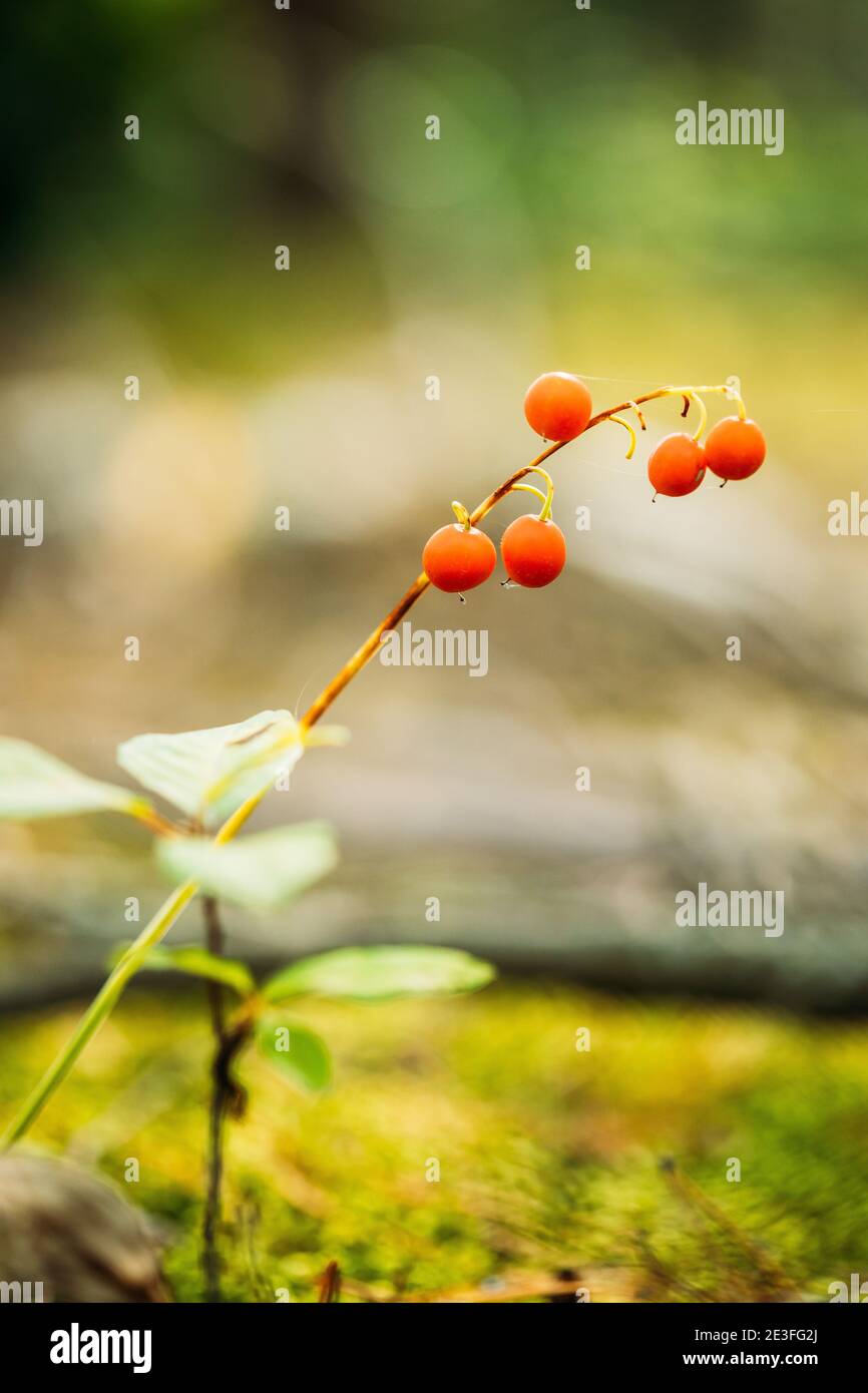 Fruits rouges toxiques Banque de photographies et d’images à haute ...