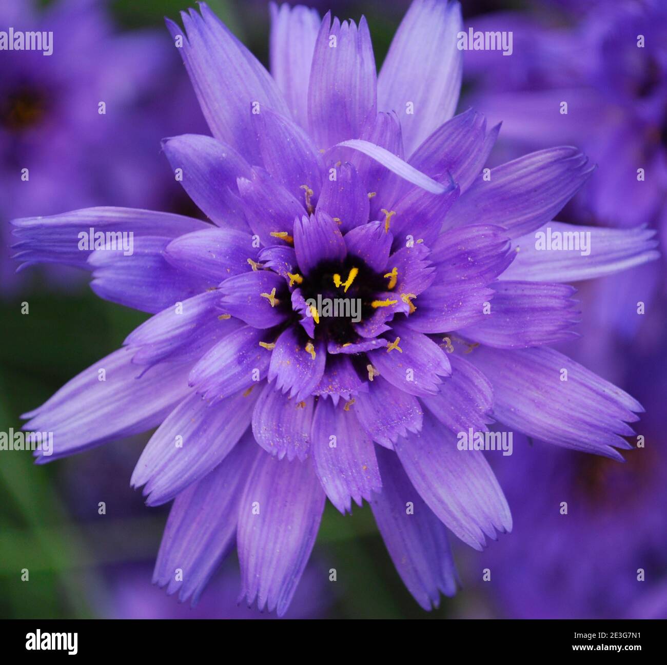 Catananche Banque de photographies et d’images à haute résolution - Alamy