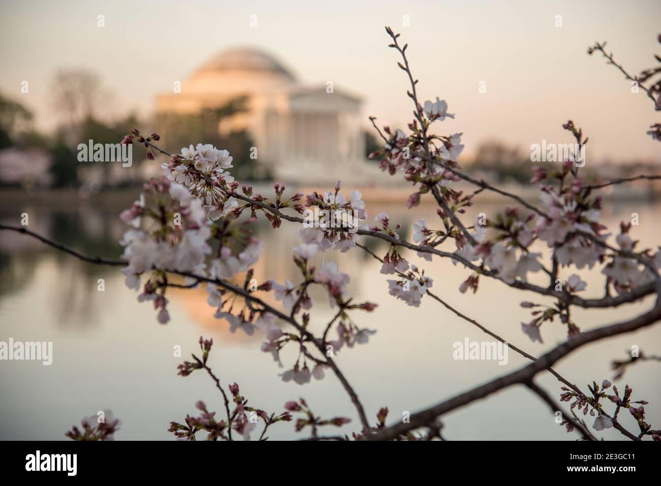 Festival des cerisiers en fleurs dans le temps de la sprint à ...