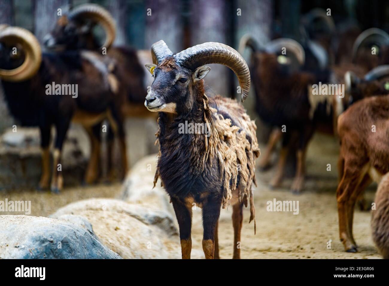 Cornes De Corne De Cerf Banque d'image et photos - Alamy