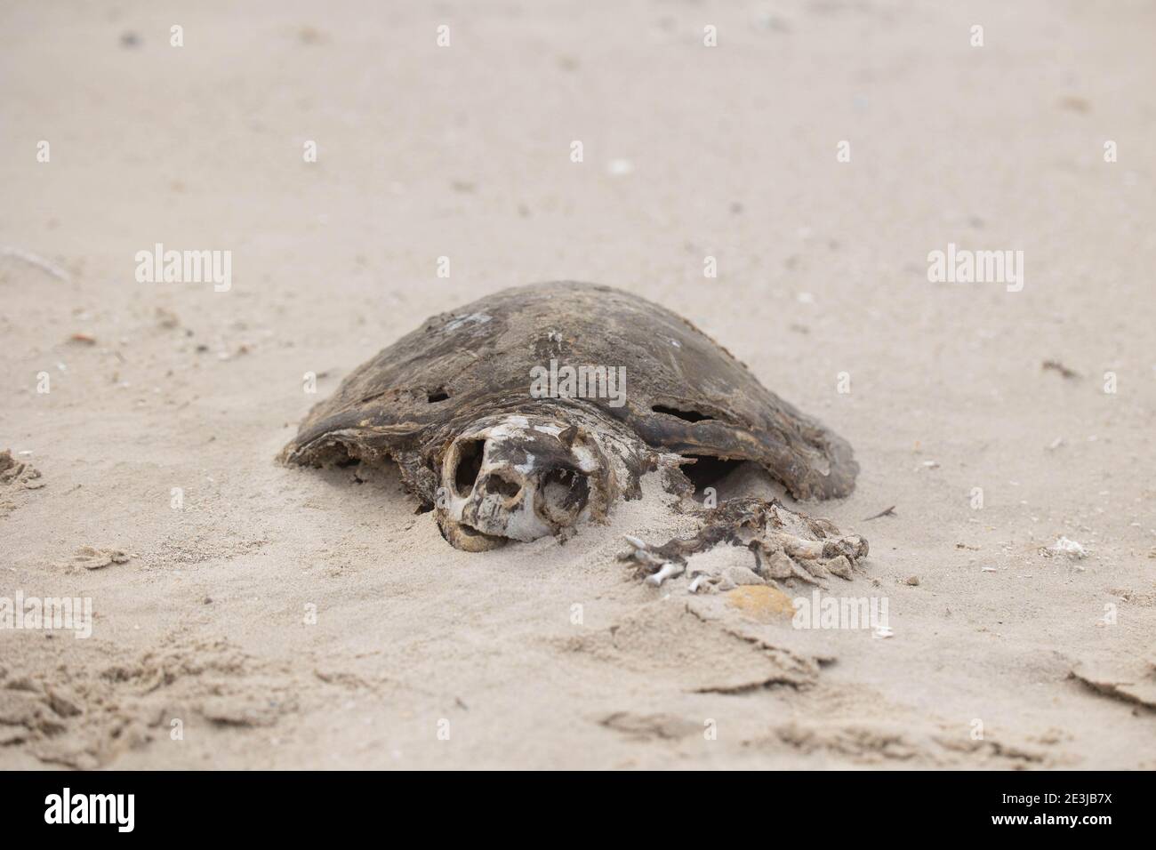 Squelette de tortue sur la plage Banque de photographies et d’images à ...