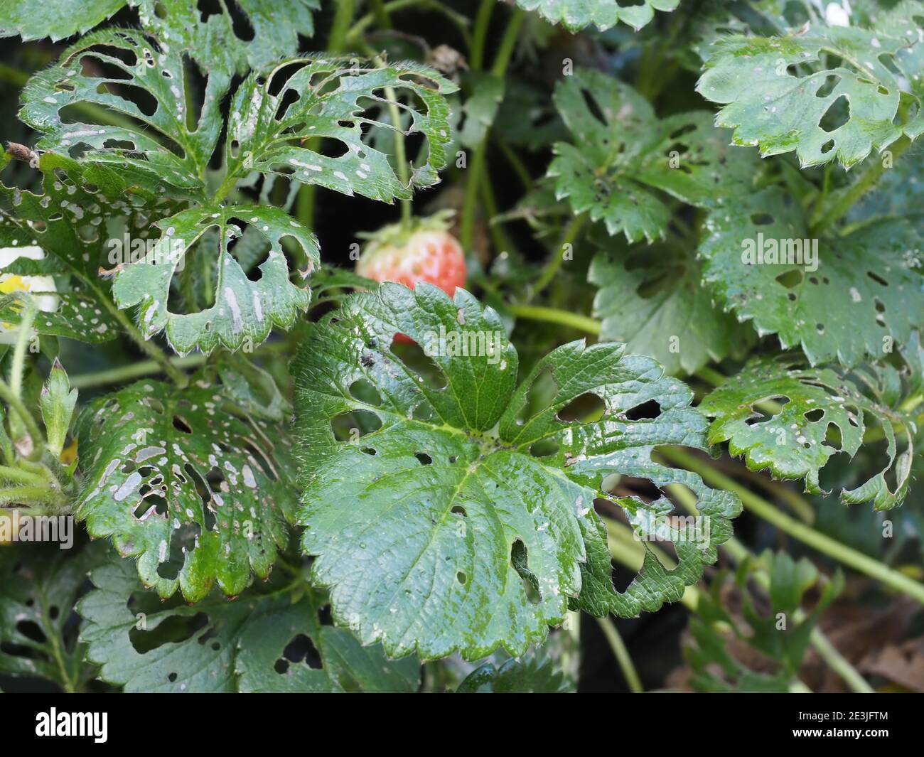 une plante de fraise avec les feuilles montrant beaucoup de trous dus ...