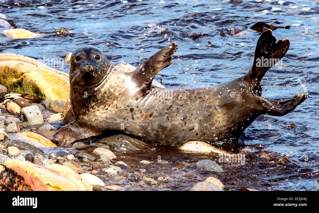 Happy seal Banque de photographies et d’images à haute résolution - Alamy