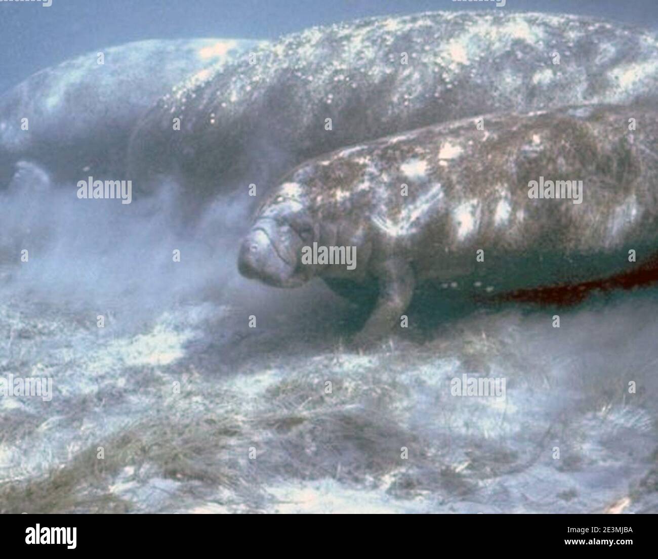 Art du lamantin Banque de photographies et d’images à haute résolution ...