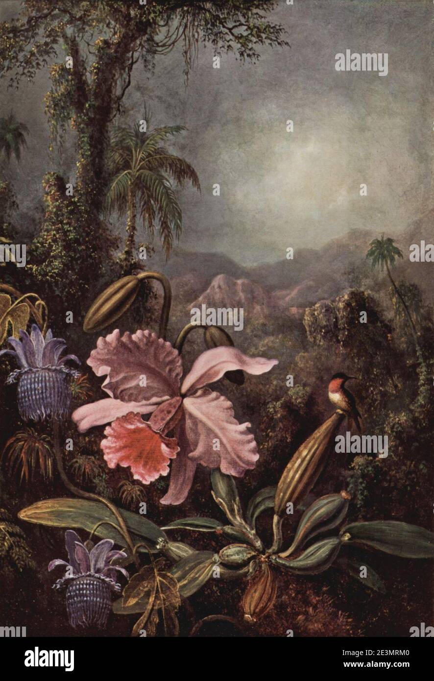 Martin johnson heade Banque de photographies et d’images à haute ...