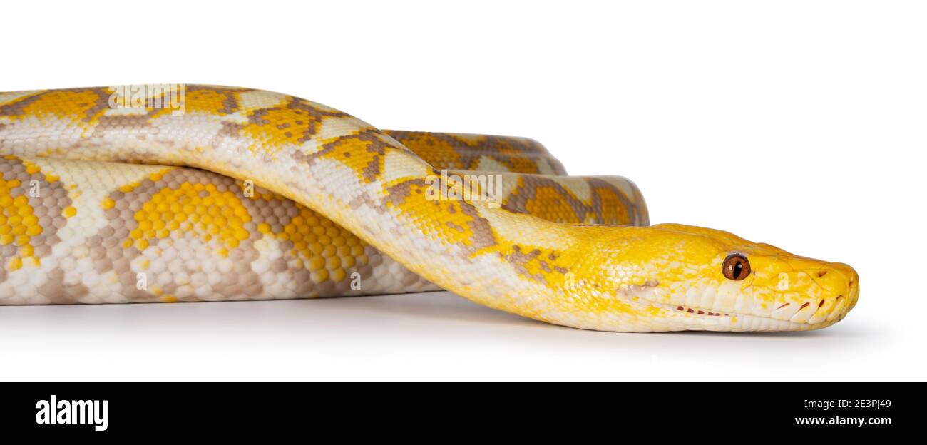 Lavande Albino réticulé python alias Malayopython reticulatus serpent ...