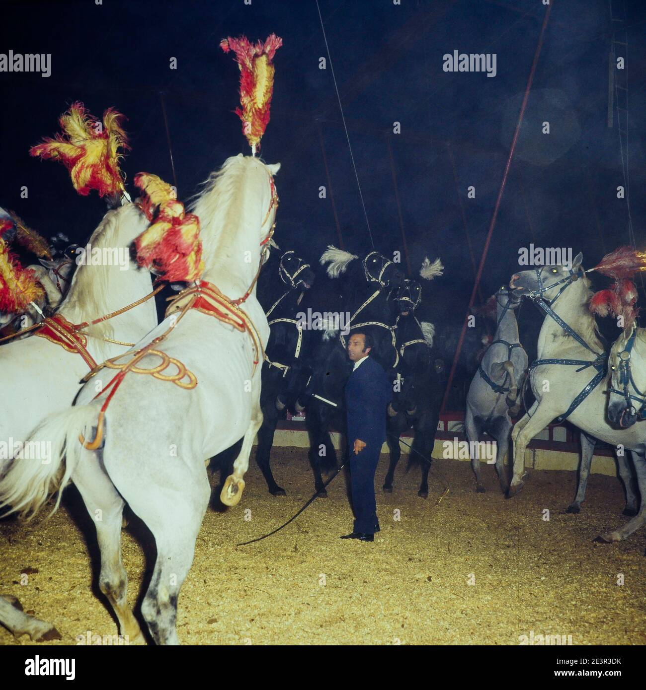 Chevaux de cirque Banque de photographies et d’images à haute ...