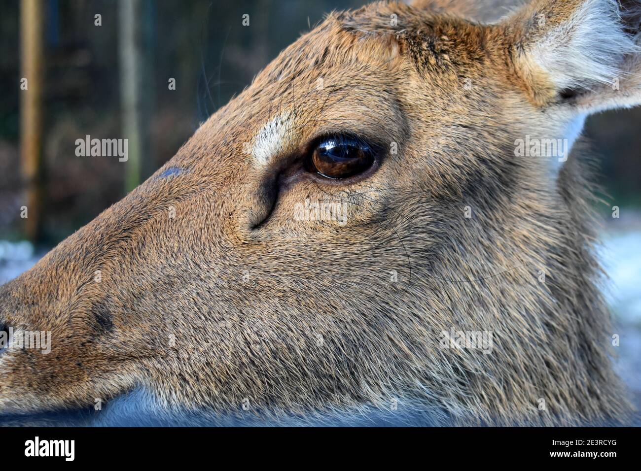 gros plan sur le visage d'un jeune cerf à fourrure, ses yeux s'ébattent ...
